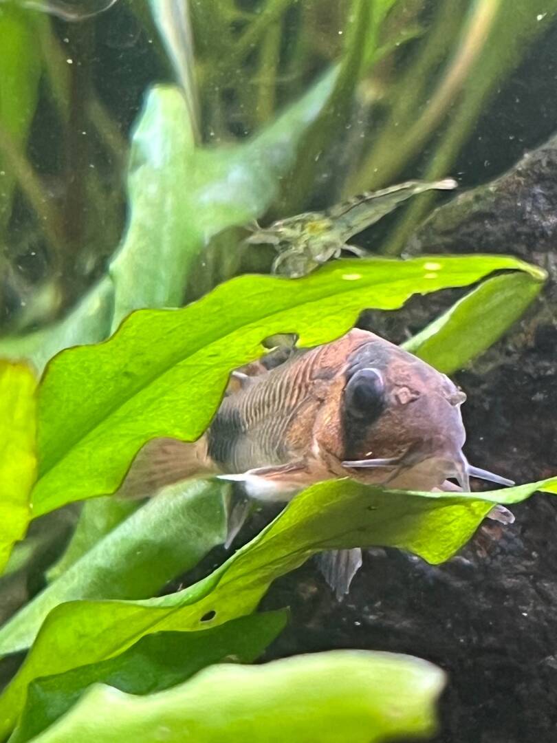 HELP Panda Cory Fin damage - General Chat - Aquarium Co-Op Forum