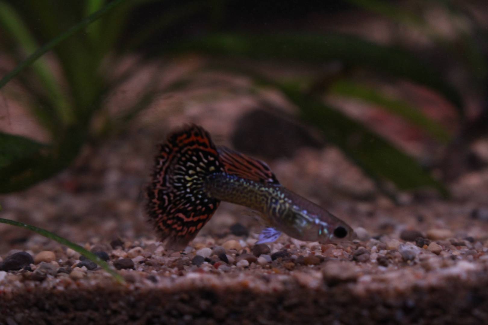 Fish Breeding - Aquarium Co-Op Forum