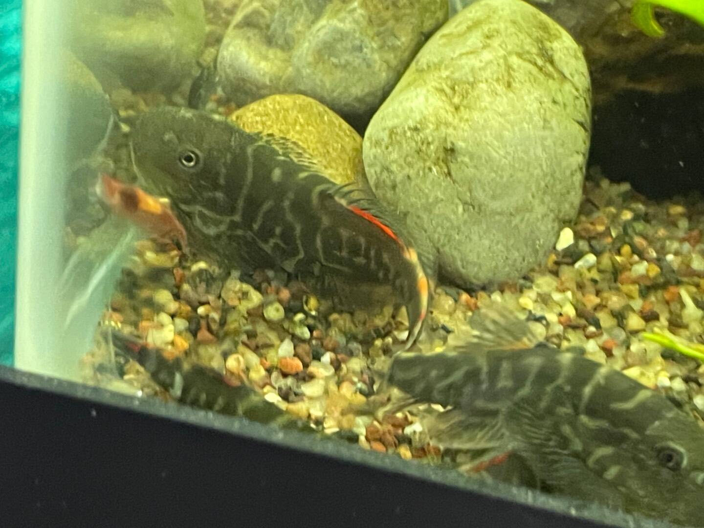 Gastromyzon sp. Bloody Mary hillstream loaches - General Chat ...