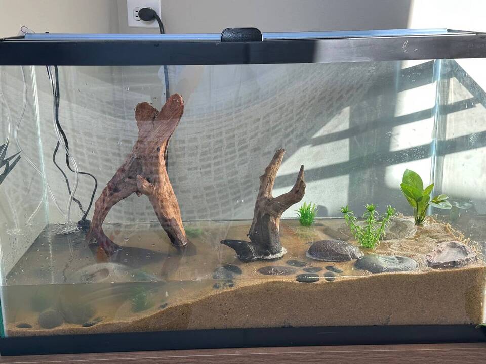 Mudskipper Care - General Chat - Aquarium Co-Op Forum