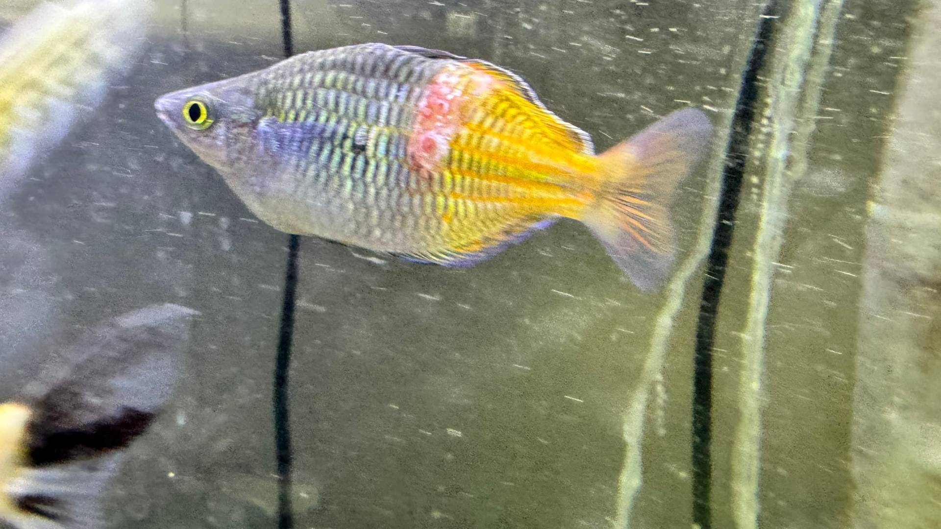 Rainbow Fish illness - Diseases - Aquarium Co-Op Forum