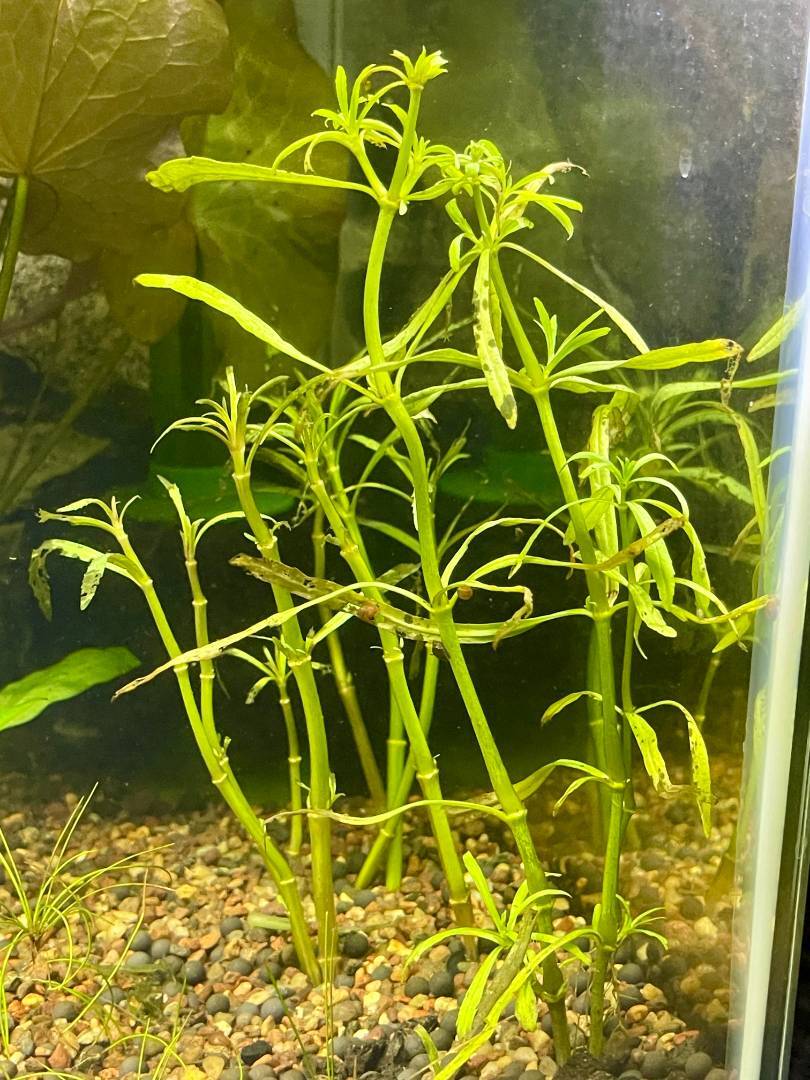 Pogostemon stellatus - Plants, Algae, and Fertilizers - Aquarium Co-Op ...