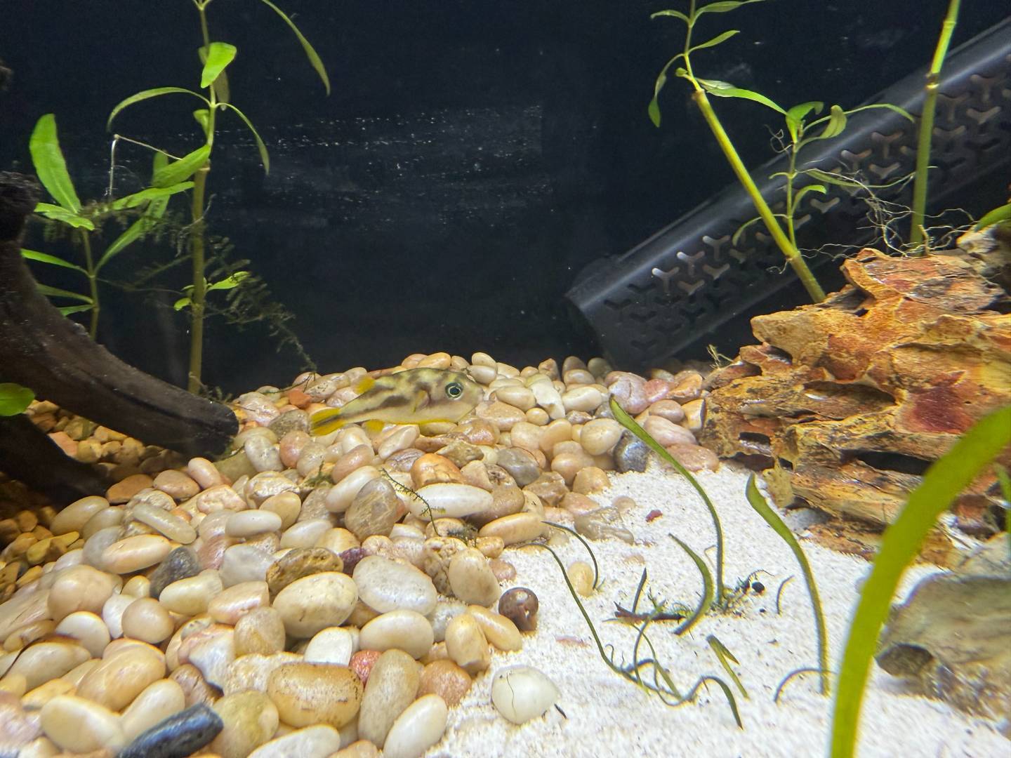 Pea Puffer Tank Journal - Photos, Videos & Journals - Aquarium Co-Op Forum