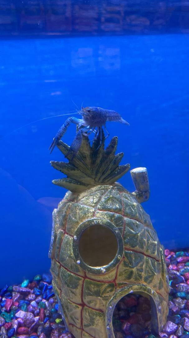 Silly Crawfish - General Chat - Aquarium Co-Op Forum