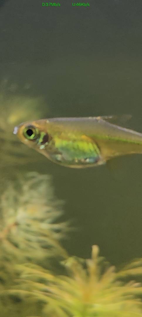 Neon Tetra Disease, Columnaris or something else? - Diseases - Aquarium ...