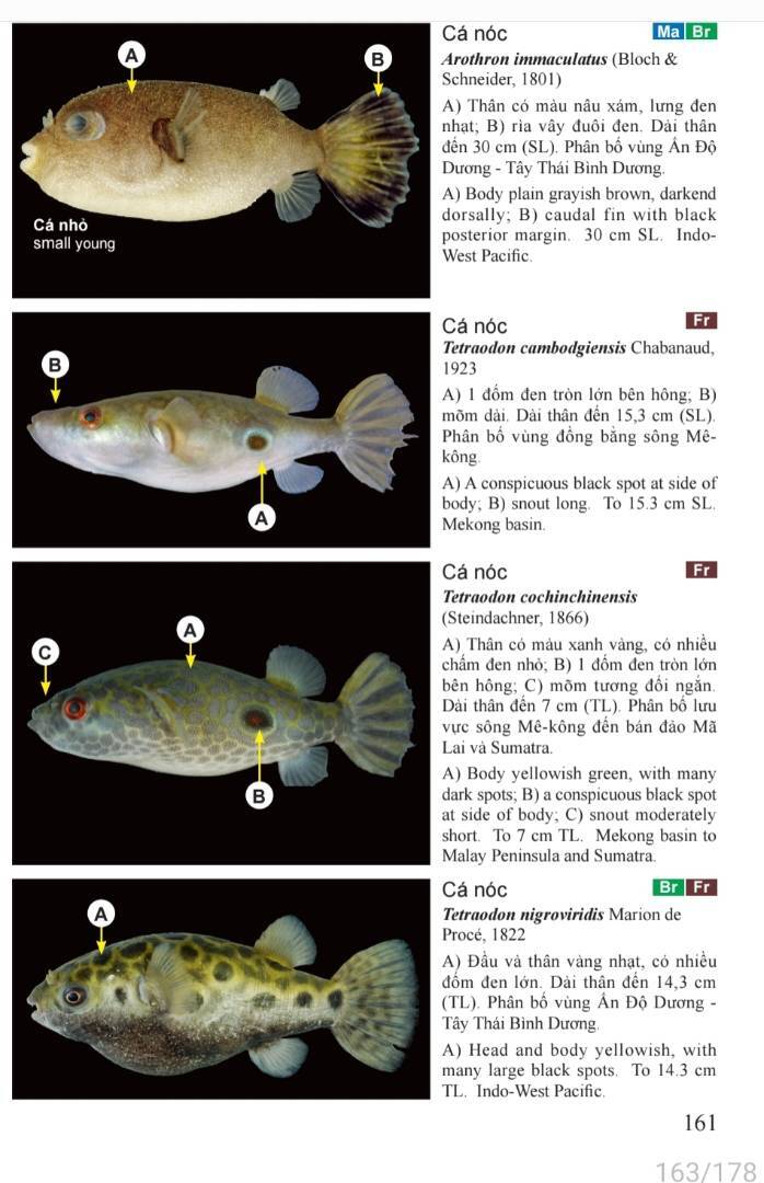 Puffer fish breeding - Fish Breeding - Aquarium Co-Op Forum