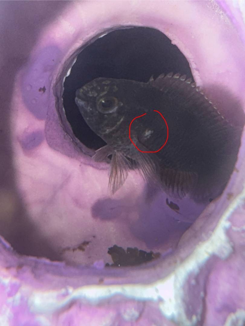 Weird White spot on fish? - Diseases - Aquarium Co-Op Forum