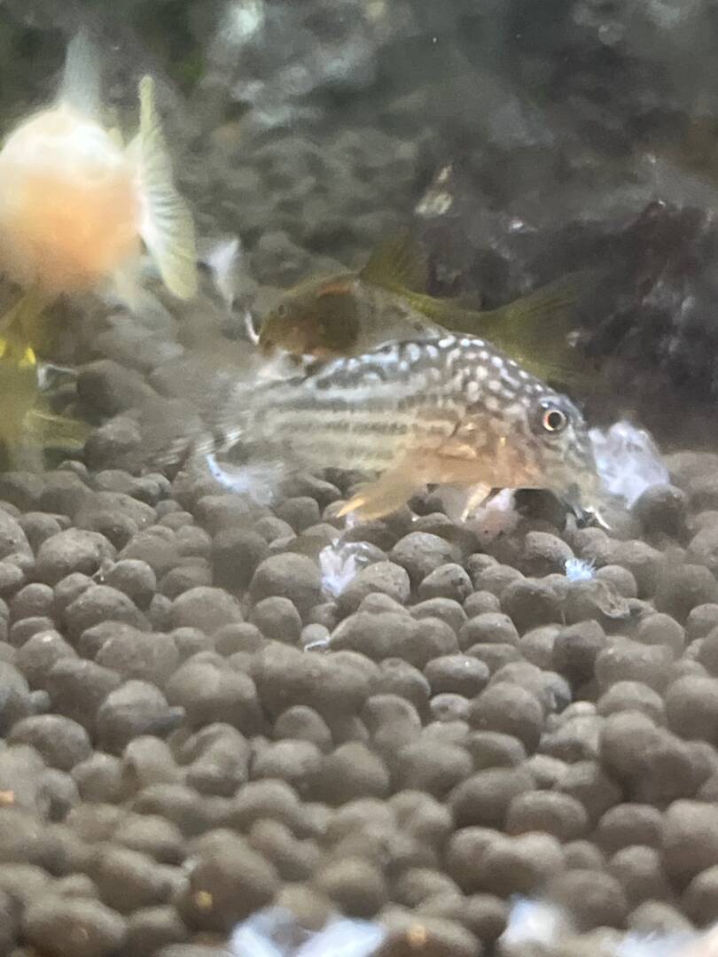 Discolored cory - Diseases - Aquarium Co-Op Forum