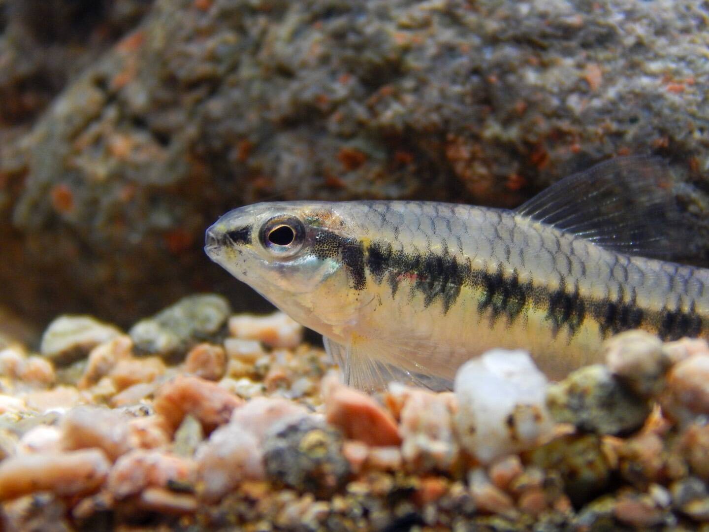 Characidium sp - Photos, Videos & Journals - Aquarium Co-Op Forum