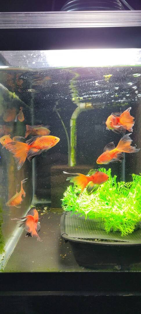 Anyone have tips for selling "Boring / Basic" fish? - Fish Breeding ...