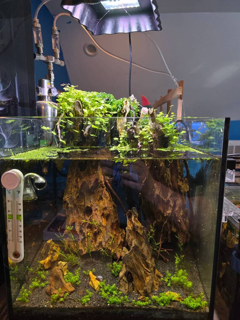 Hi Everyone! - General Chat - Aquarium Co-Op Forum