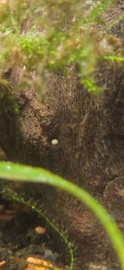 Egg identification - Fish Breeding - Aquarium Co-Op Forum