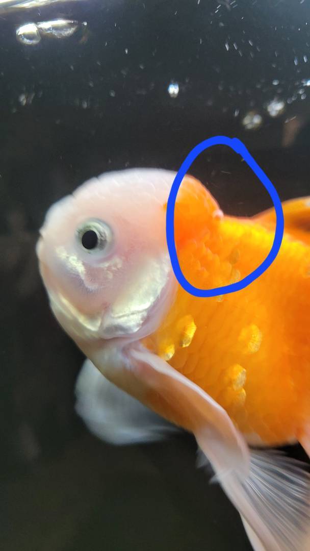 Pineconing and Growth (Please Help) - Diseases - Aquarium Co-Op Forum