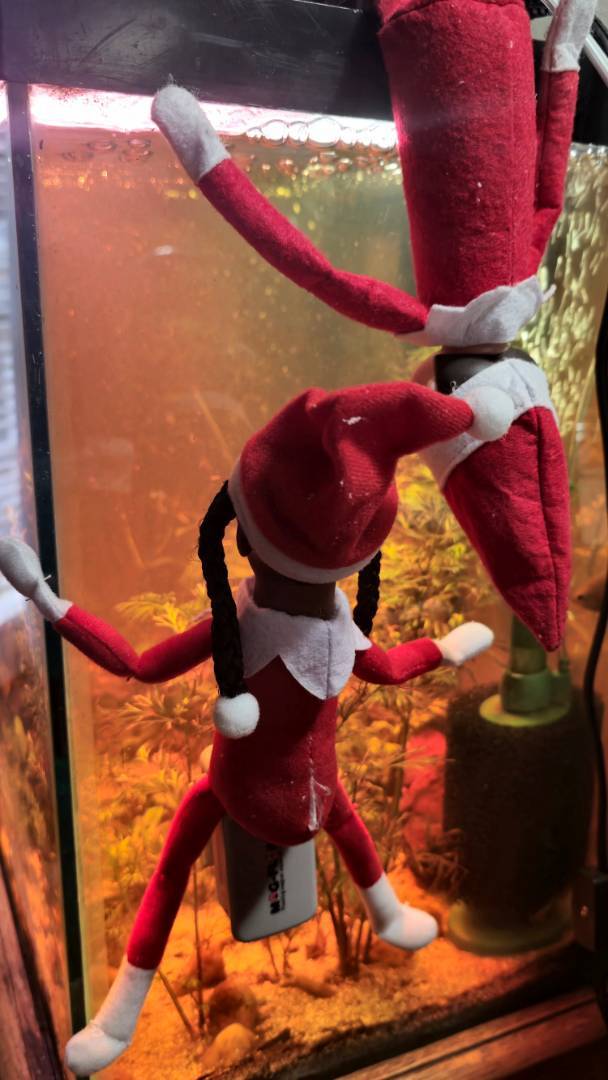 Elf On The Shelf- Aquarium Edition - General Chat - Aquarium Co-Op Forum