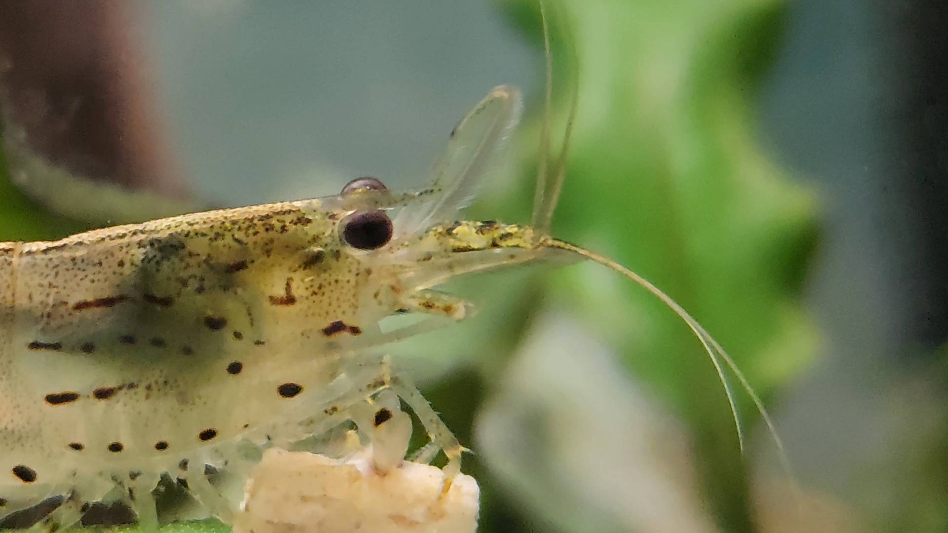 Amano shrimp growing some tail on its face?! - General Chat - Aquarium ...