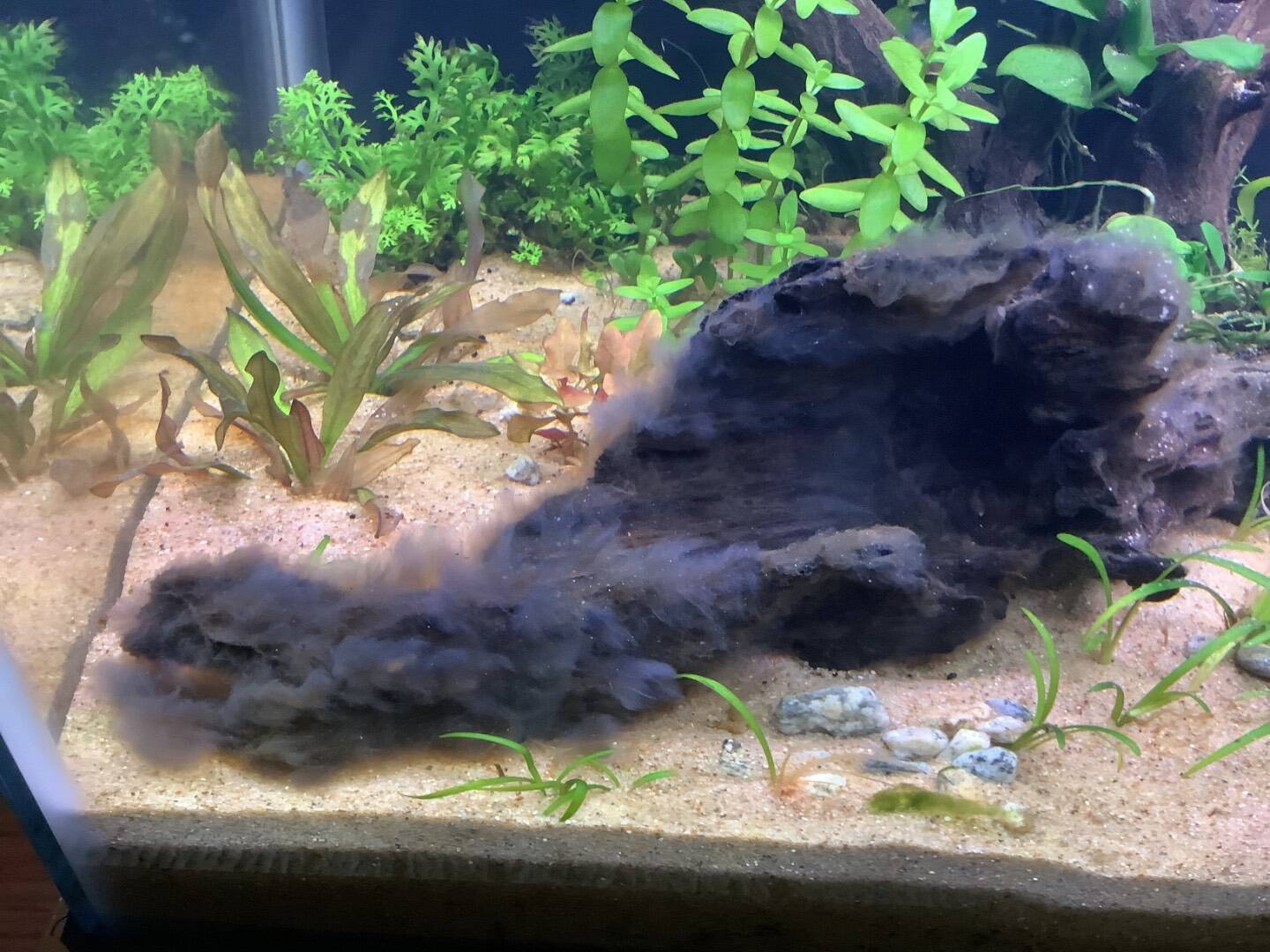 BBA or just fungus? - Plants, Algae, and Fertilizers - Aquarium Co-Op Forum