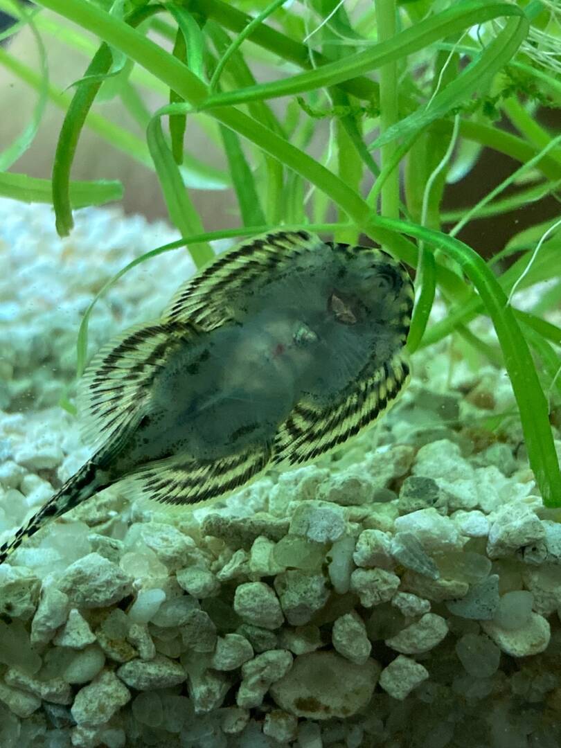 Reticulated Hillstream Loach With Red Dot on Stomach - Diseases ...