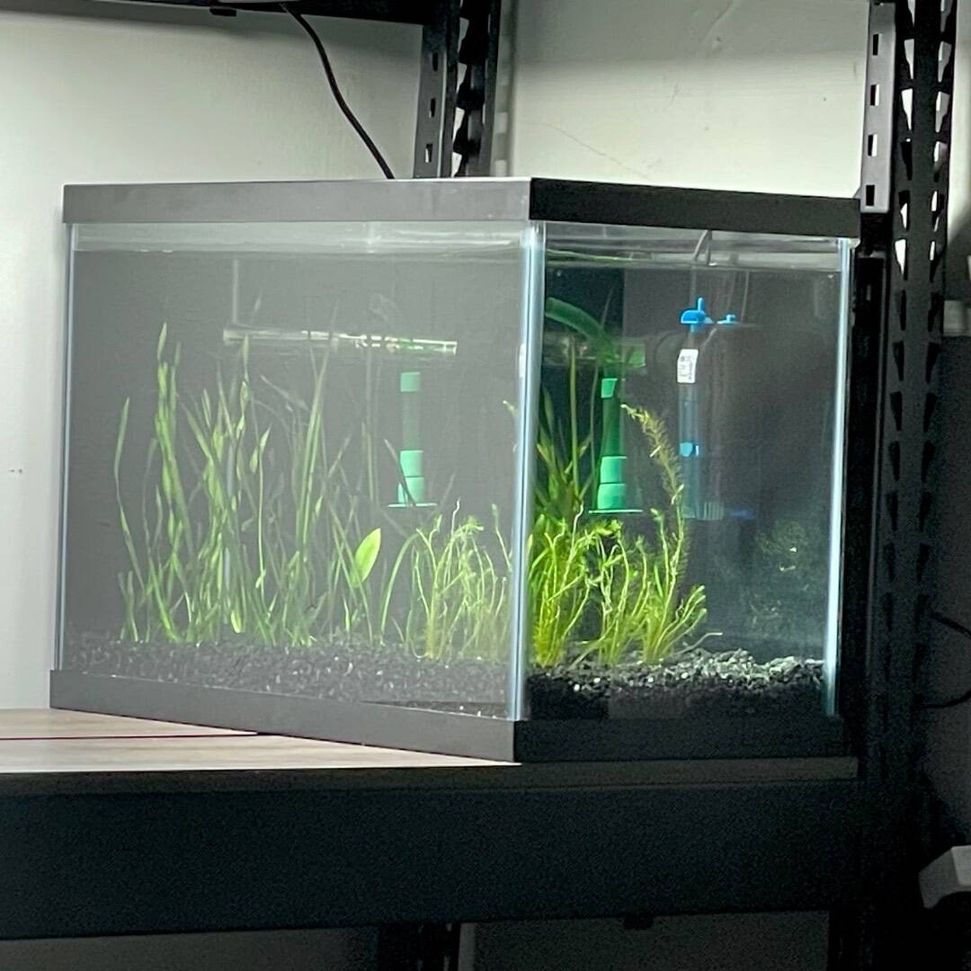 20g Vallesneria Tank - Photos, Videos & Journals - Aquarium Co-Op Forum