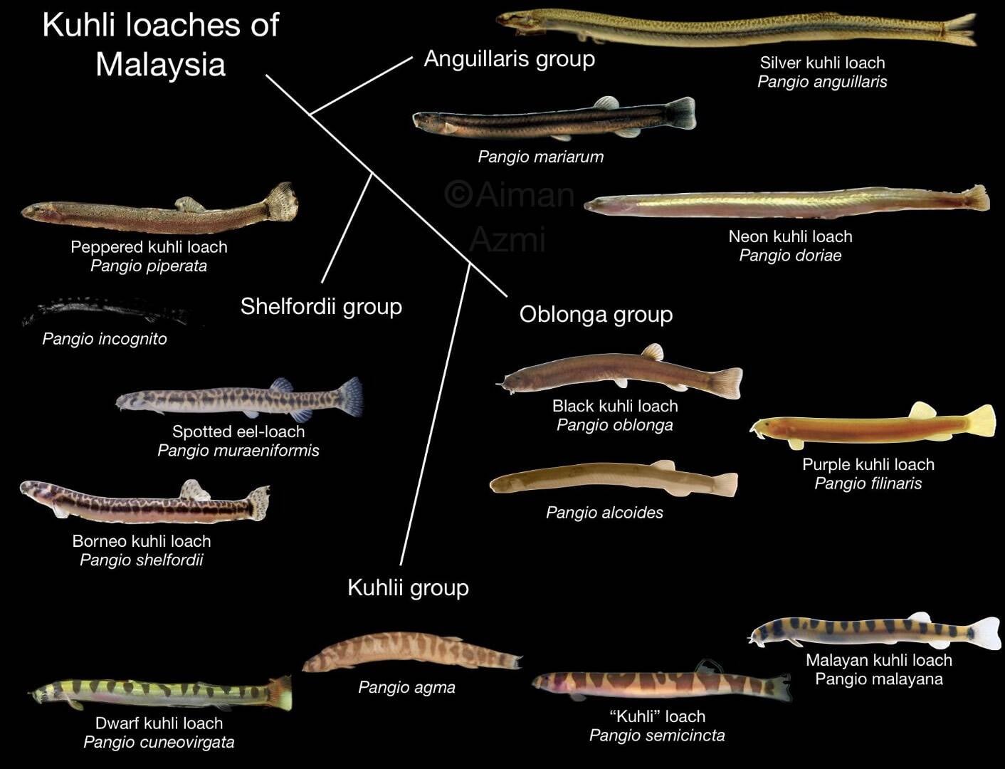 Unusual kuhli loach patterns - General Chat - Aquarium Co-Op Forum