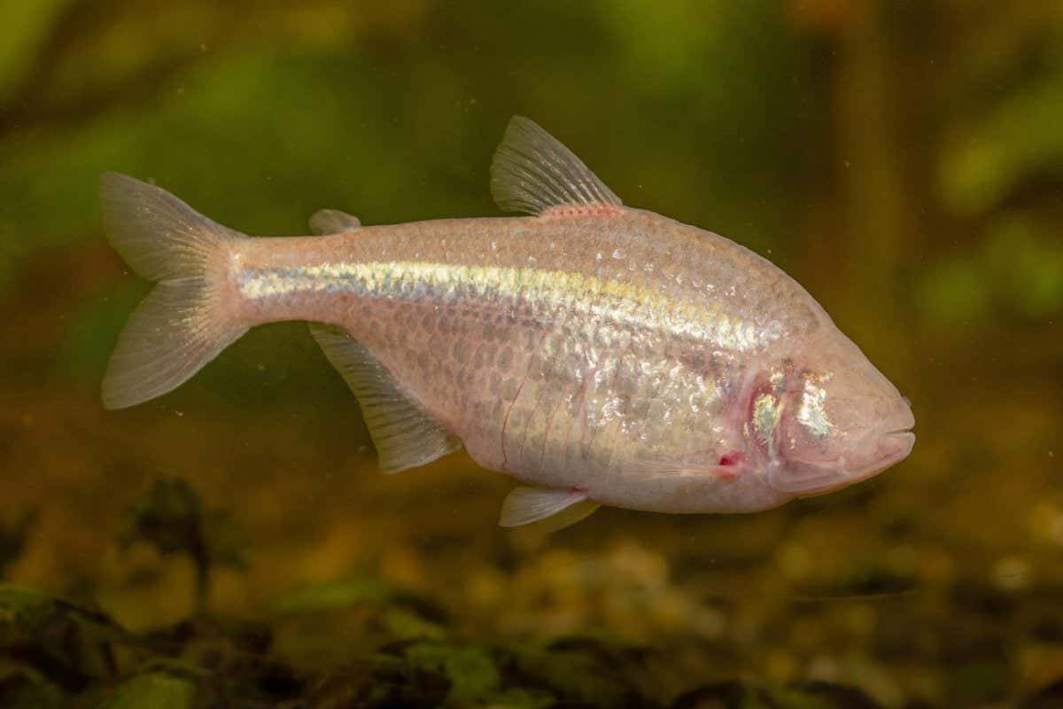 Fish blind 😱 How do I cure it? 😱 - General Chat - Aquarium Co-Op Forum