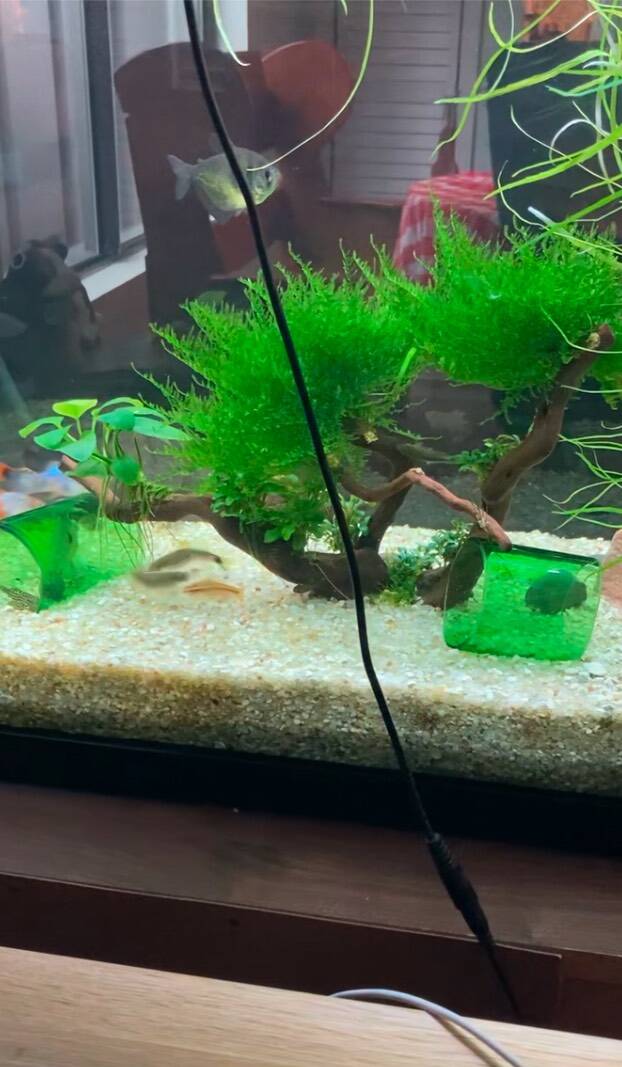 Aggression between Spot Tail Algae Eaters - General Chat - Aquarium Co ...