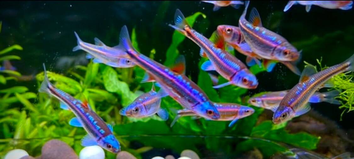 cold water schooling fish suggestions? - General Chat - Aquarium Co-Op ...