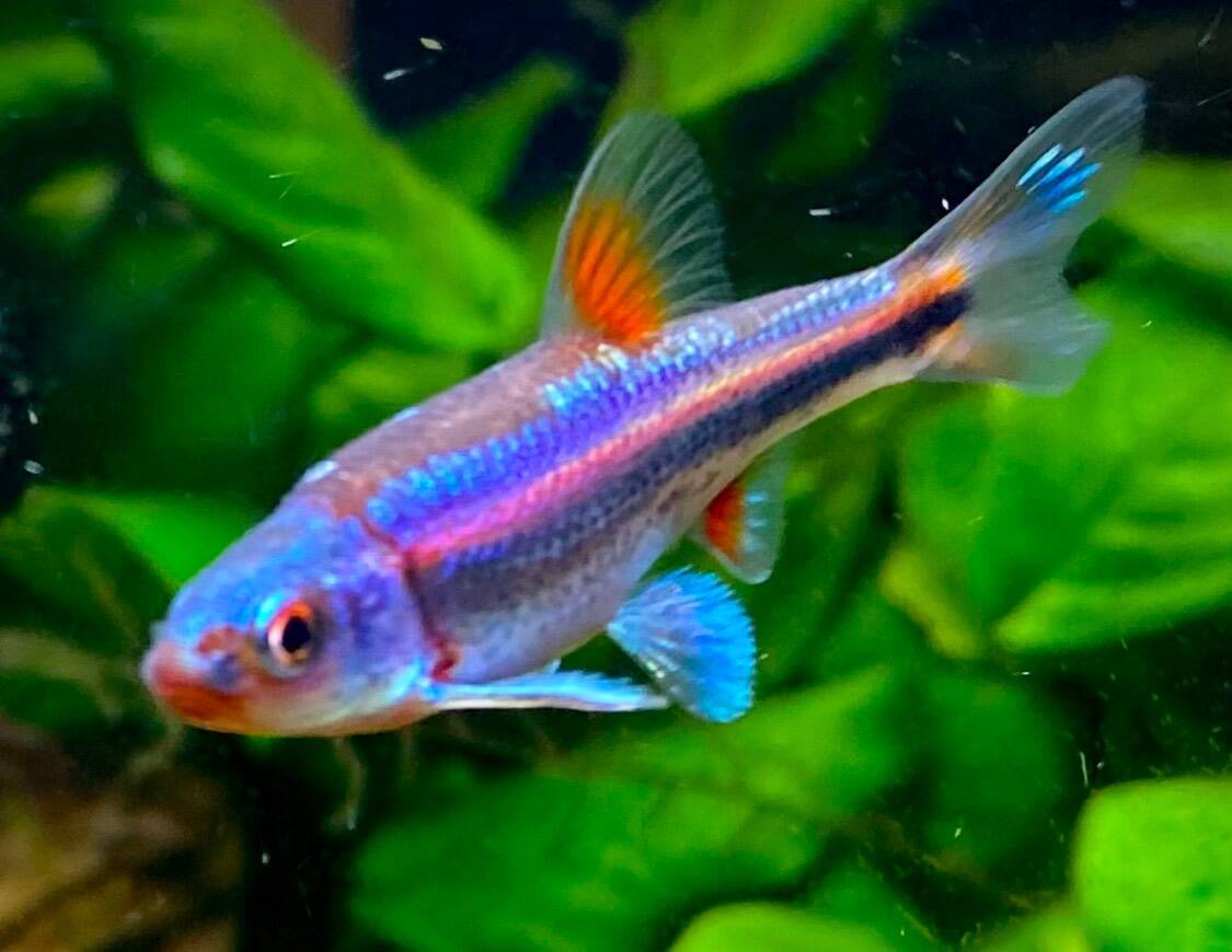 2024 Fish Photos by Month - Photos, Videos & Journals - Aquarium Co-Op ...