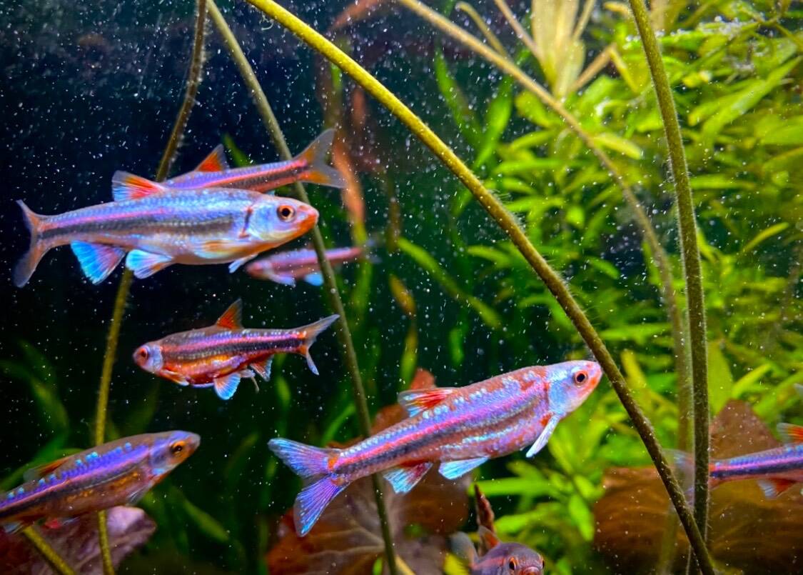 2024 Fish Photos by Month - Photos, Videos & Journals - Aquarium Co-Op ...