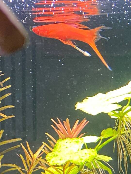 Swordtail white spot - Diseases - Aquarium Co-Op Forum