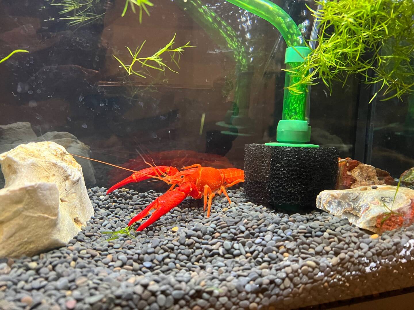 Crayfish to larger tank - General Chat - Aquarium Co-Op Forum