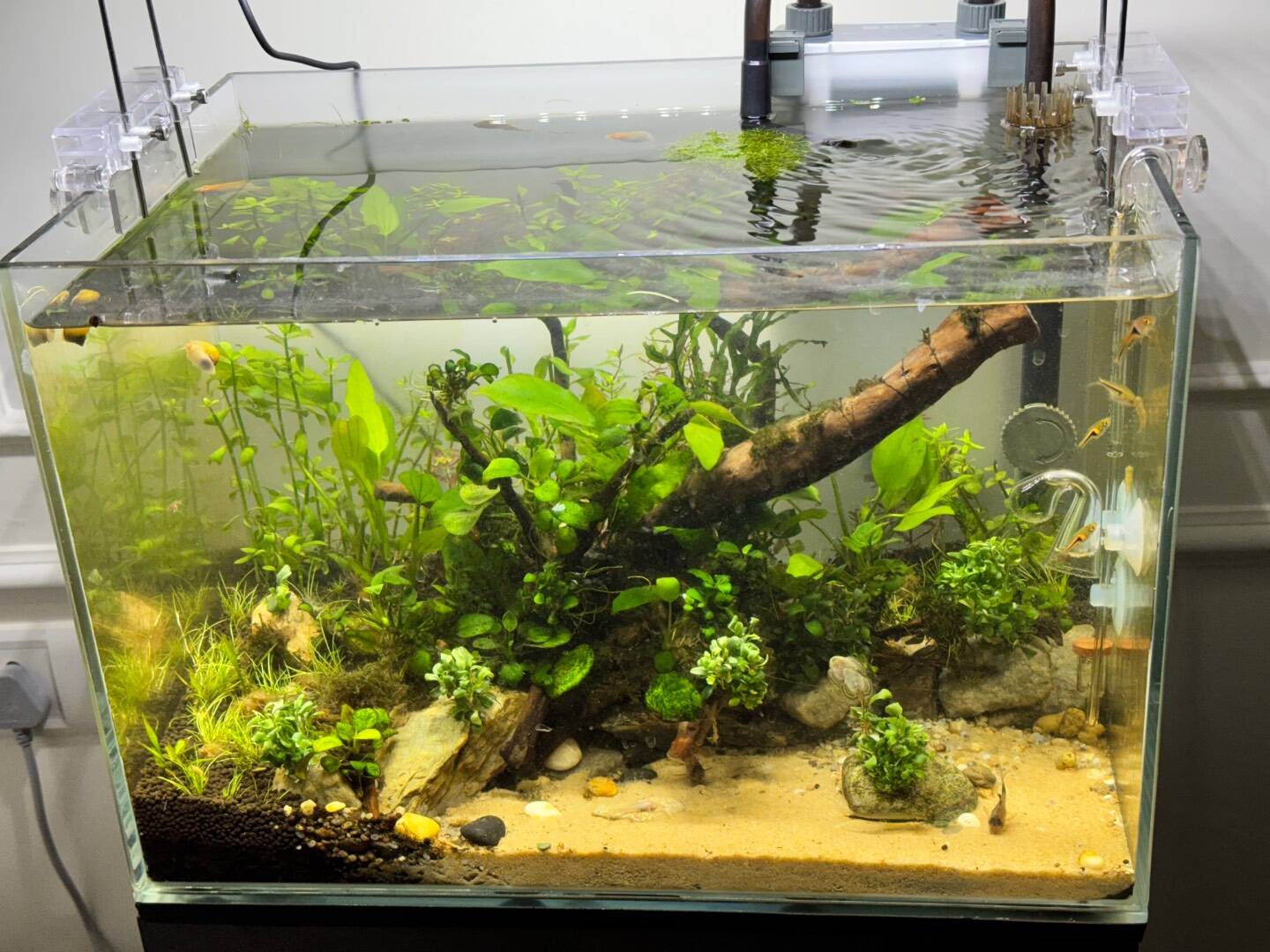 Using Dwarf Hairgrass - Plants, Algae, and Fertilizers - Aquarium Co-Op ...