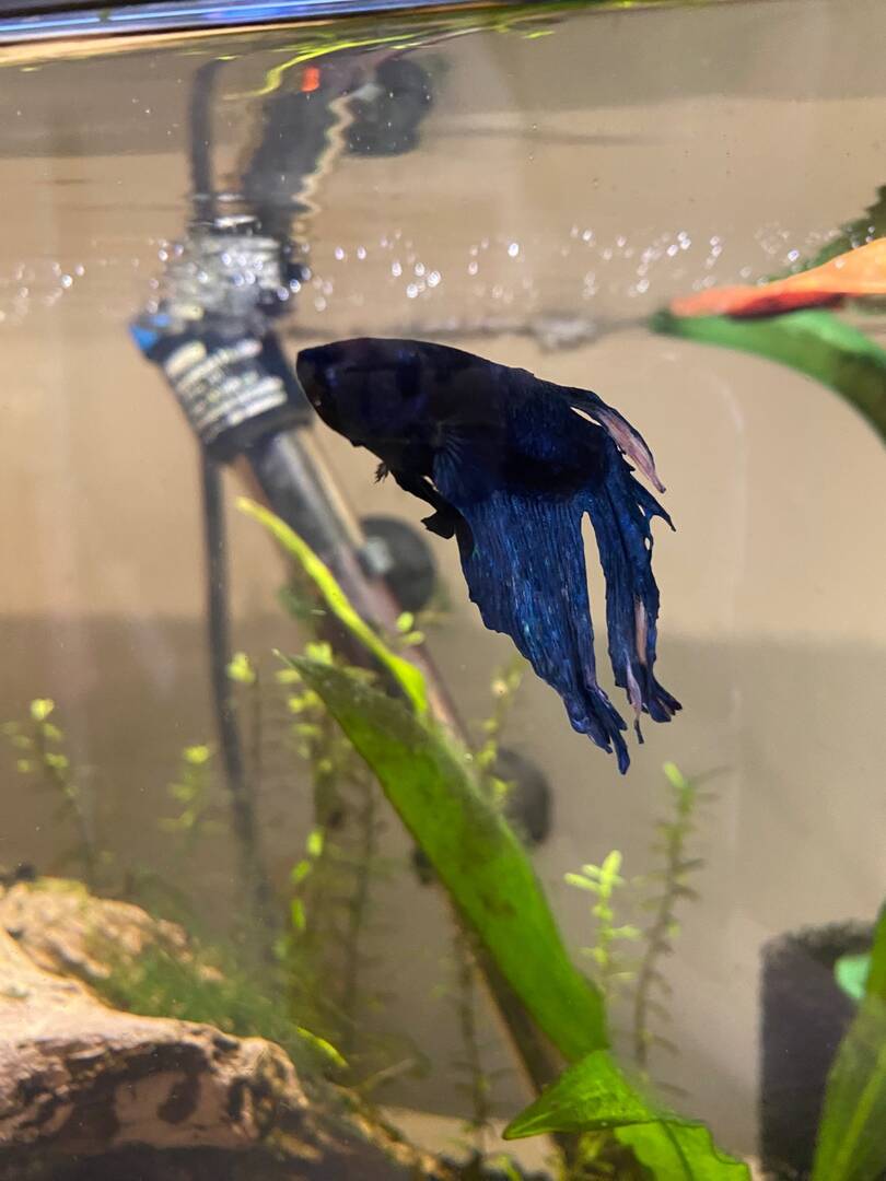 Caring for elderly fish - General Chat - Aquarium Co-Op Forum