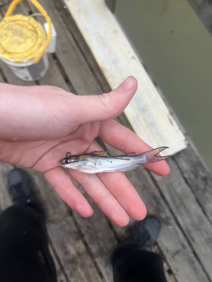 Fathead/rosy red minnow selective breeding project - Photos, Videos ...