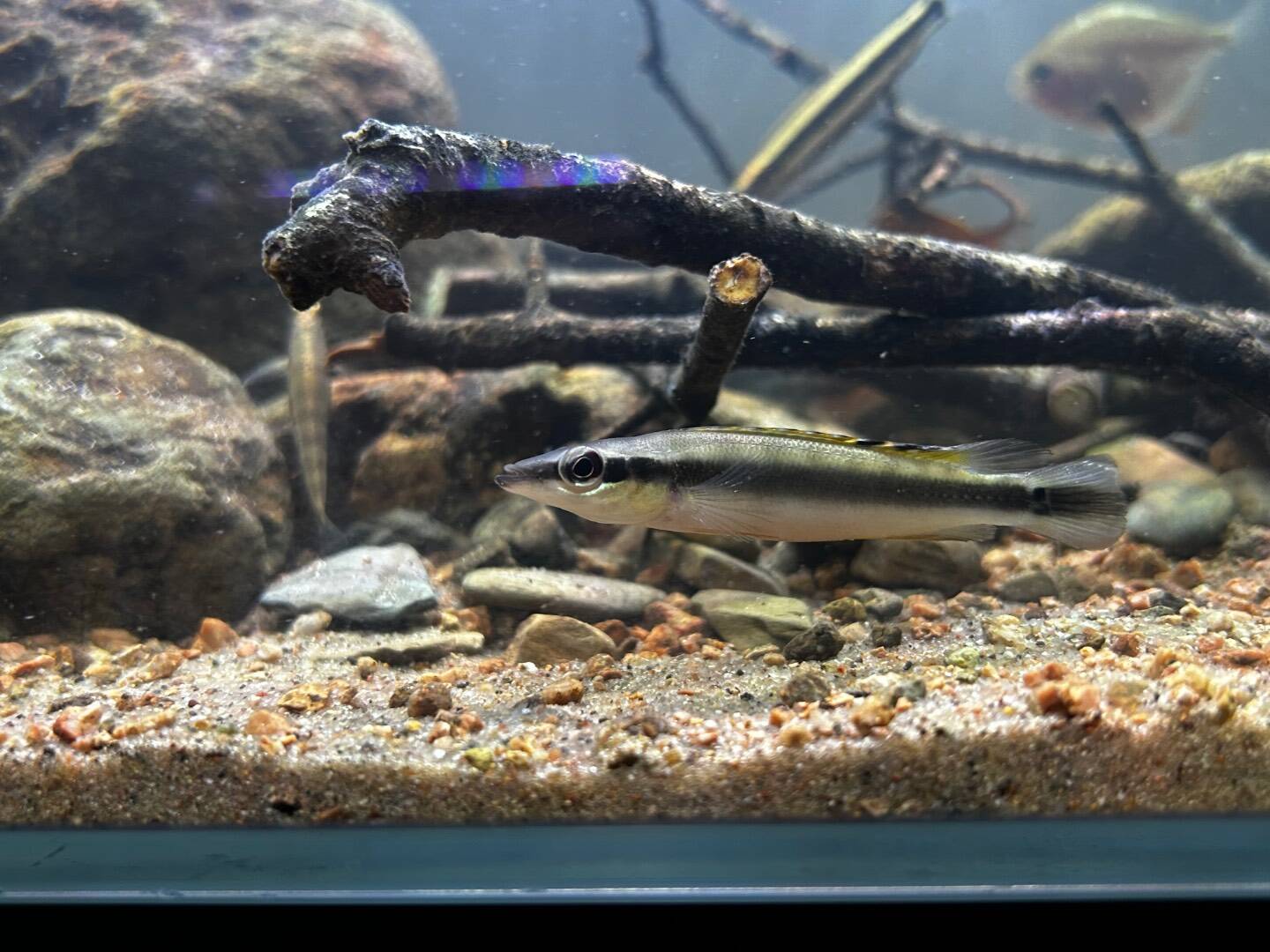 Walaciia regani - Photos, Videos & Journals - Aquarium Co-Op Forum
