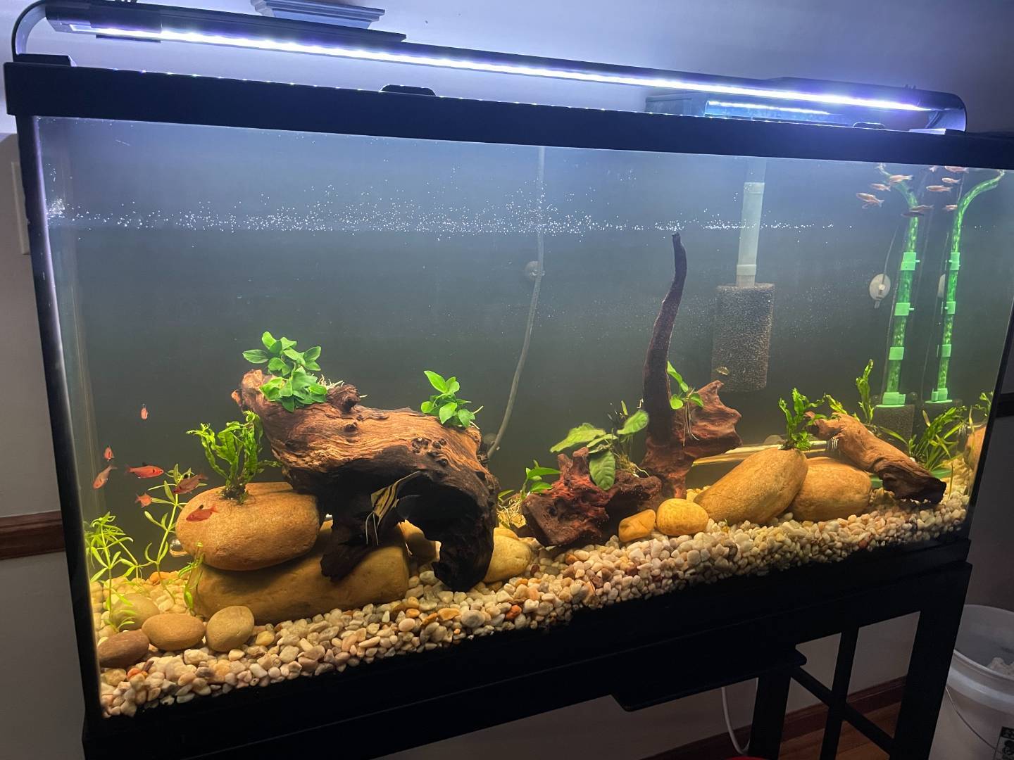 60 Gallon Ideas - General Chat - Aquarium Co-Op Forum