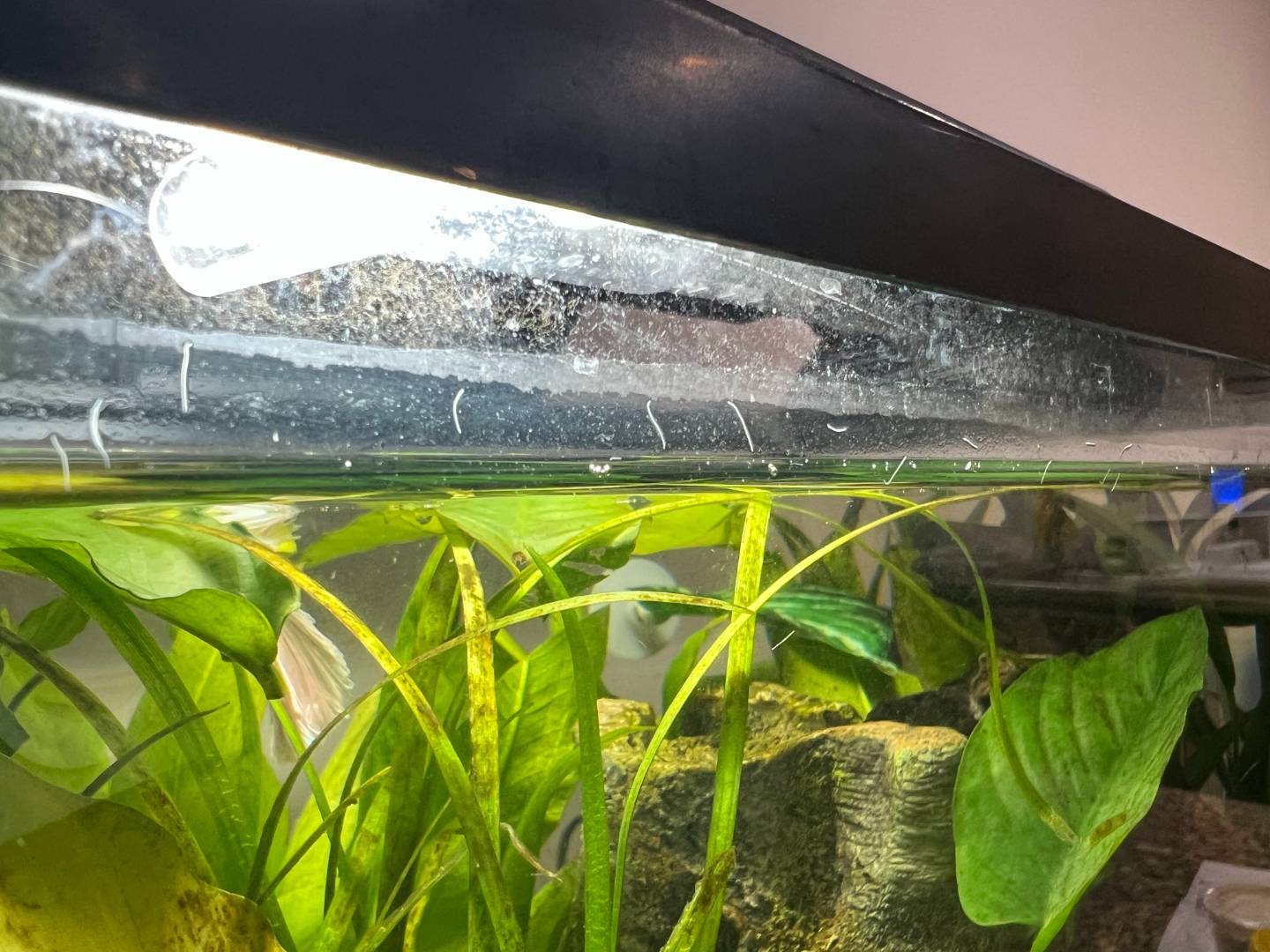 Tank improvement ideas and Detritus Worms? - General Chat - Aquarium Co ...