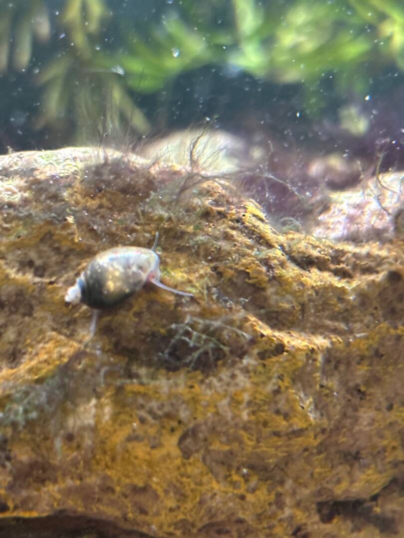 Some kinda snail got in my tank! 🐌 - General Chat - Aquarium Co-Op Forum