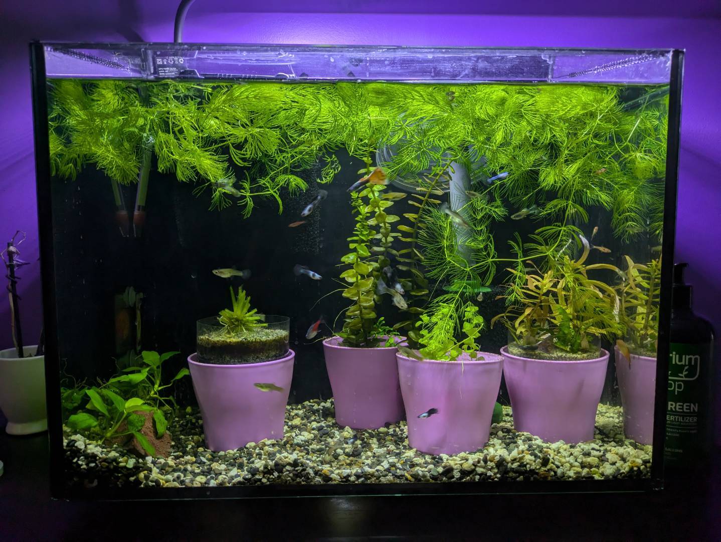 HelplessNewbie's Teenager 10g Aquarium Journal - Photos, Videos ...