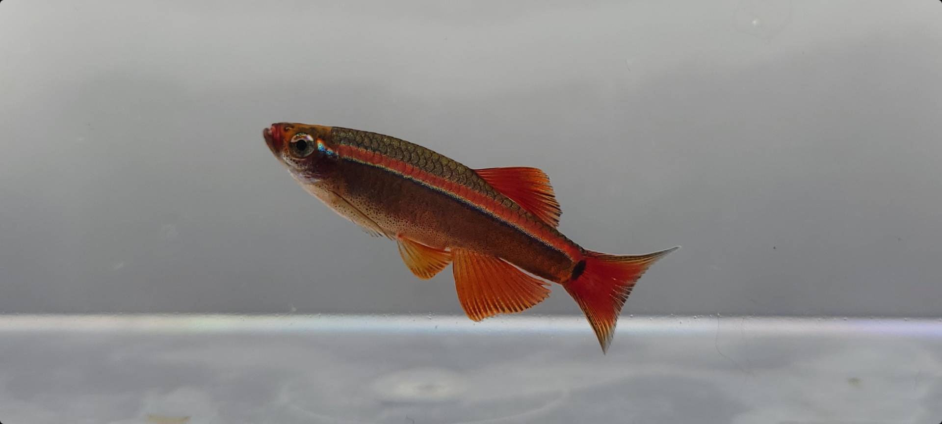 Red White Cloud Minnow - Fish Breeding - Aquarium Co-Op Forum