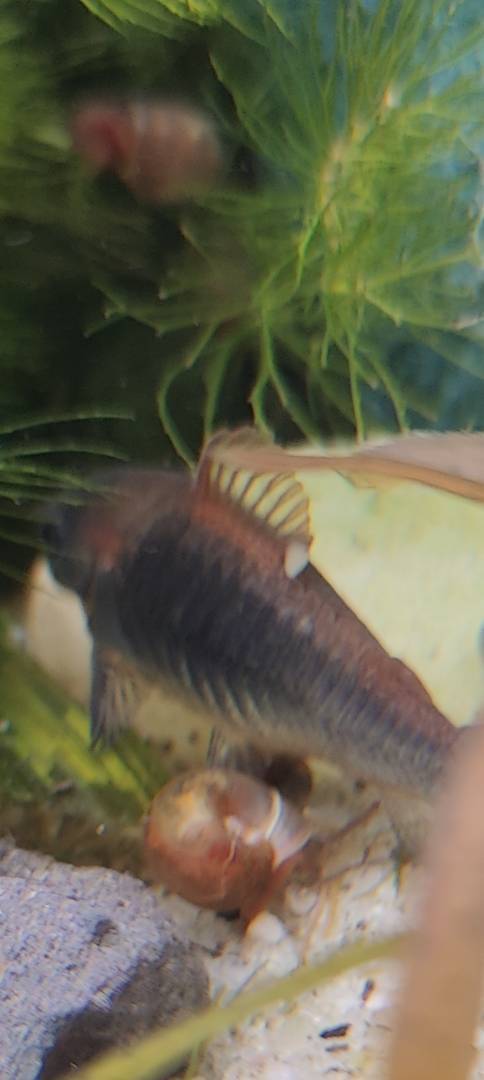 Corydoras Raised Spot on Dorsal Fin - Diseases - Aquarium Co-Op Forum
