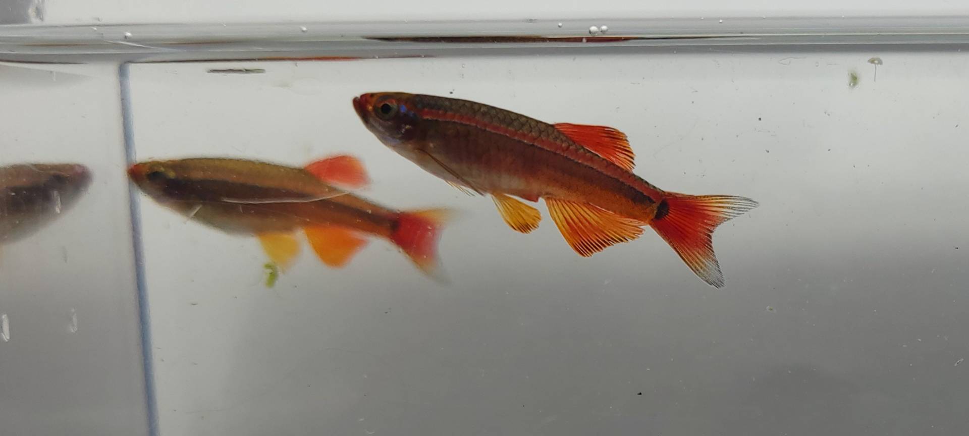 Red White Cloud Minnow - Fish Breeding - Aquarium Co-Op Forum