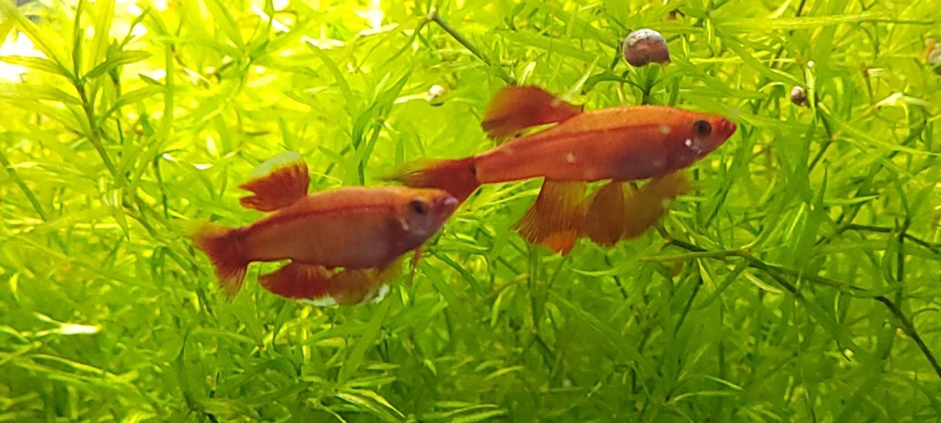 Red White Cloud Minnow - Fish Breeding - Aquarium Co-Op Forum