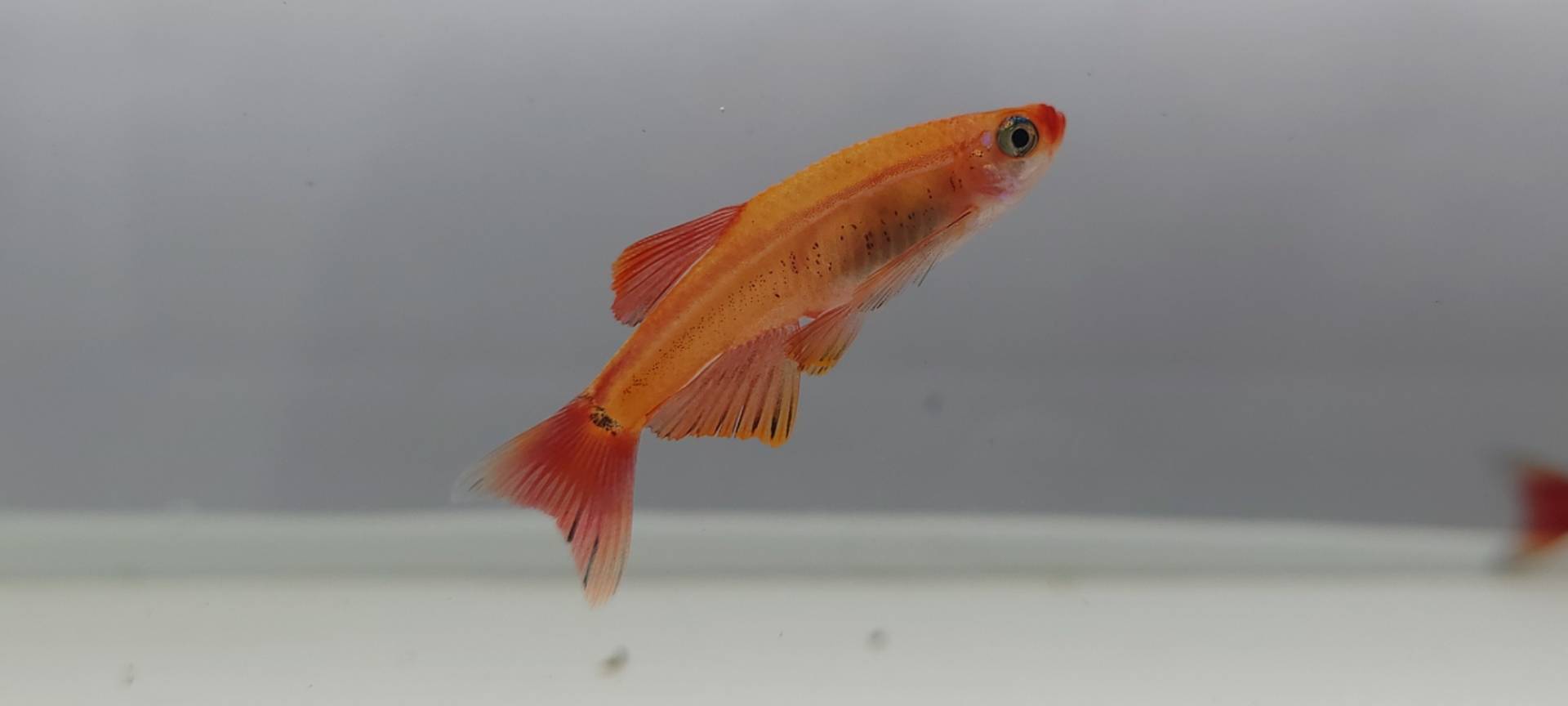 Red White Cloud Minnow - Fish Breeding - Aquarium Co-Op Forum
