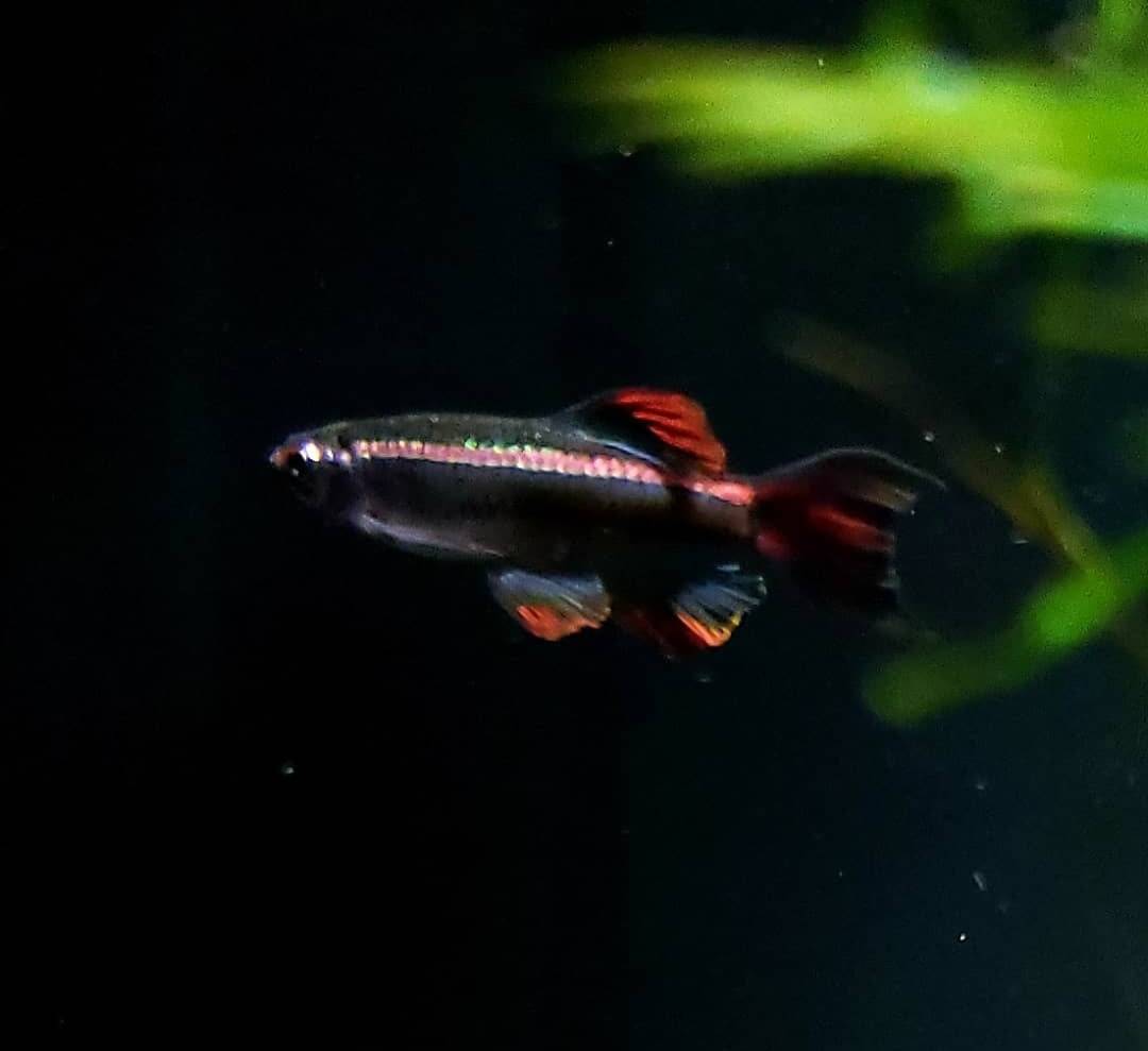 Red White Cloud Minnow - Fish Breeding - Aquarium Co-Op Forum