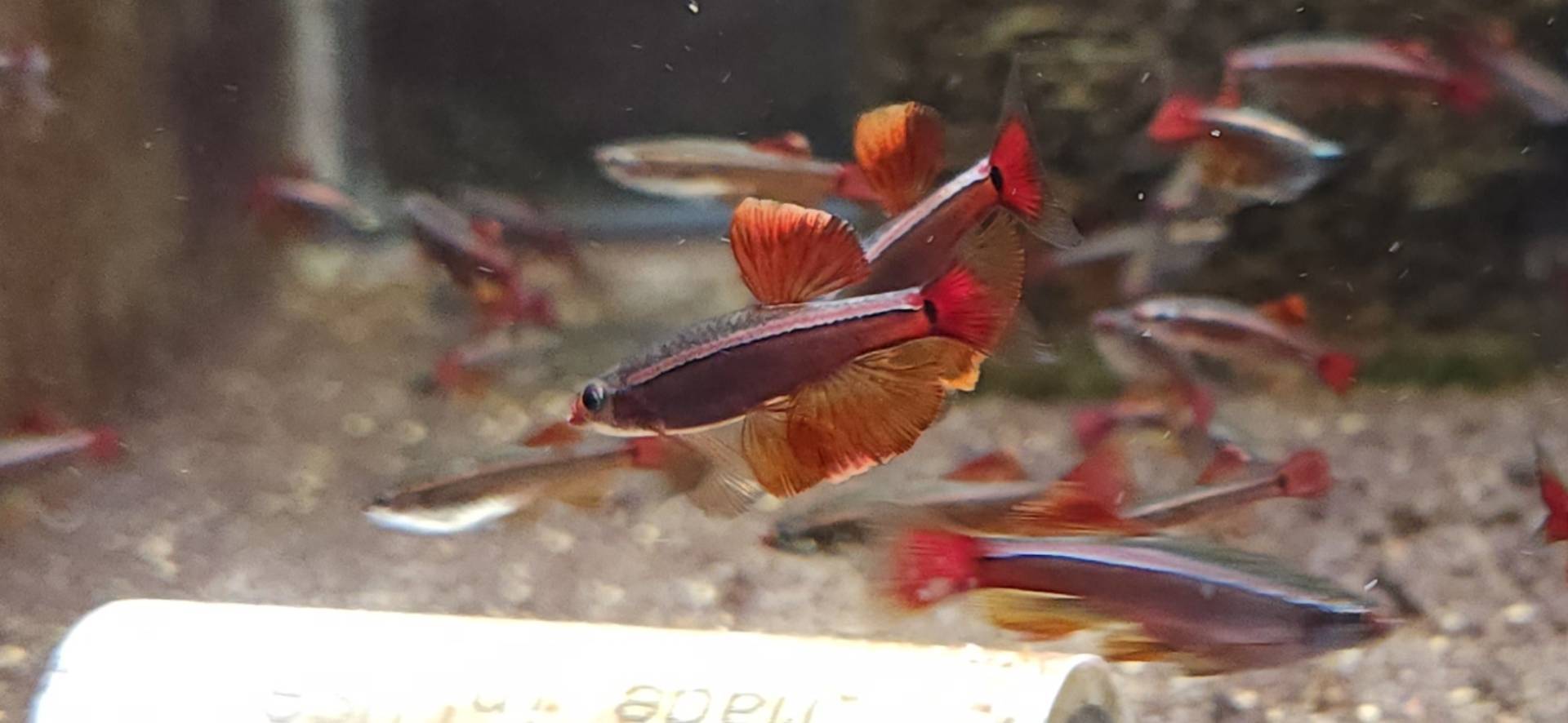 Red White Cloud Minnow - Fish Breeding - Aquarium Co-Op Forum