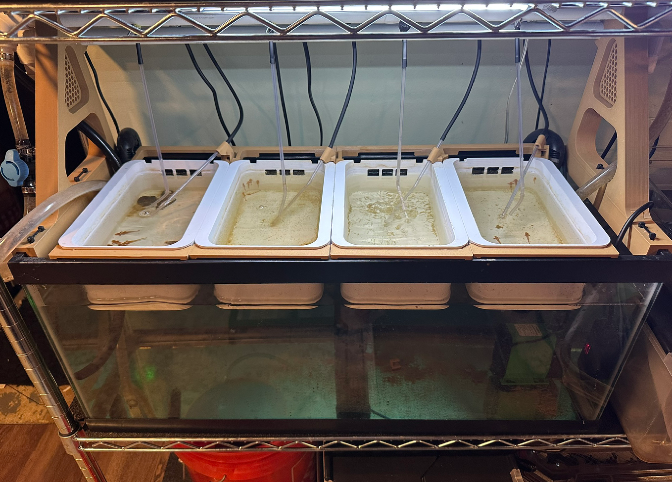 Breeding the Red Lizard Whiptail - Fish Breeding - Aquarium Co-Op Forum