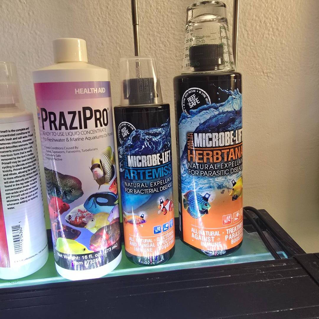 Fish keep acting, weird and then dying….. - Diseases - Aquarium Co-Op Forum