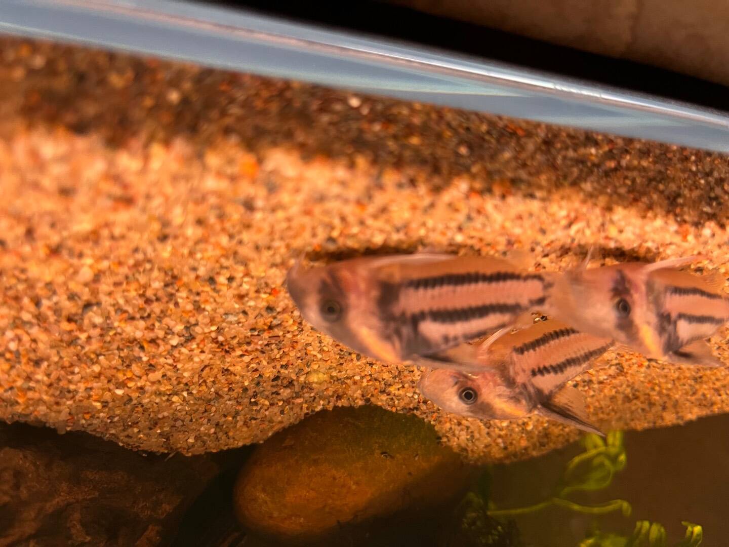 Spawning Super Parallelus Cory (CW127) - Fish Breeding - Aquarium Co-Op ...