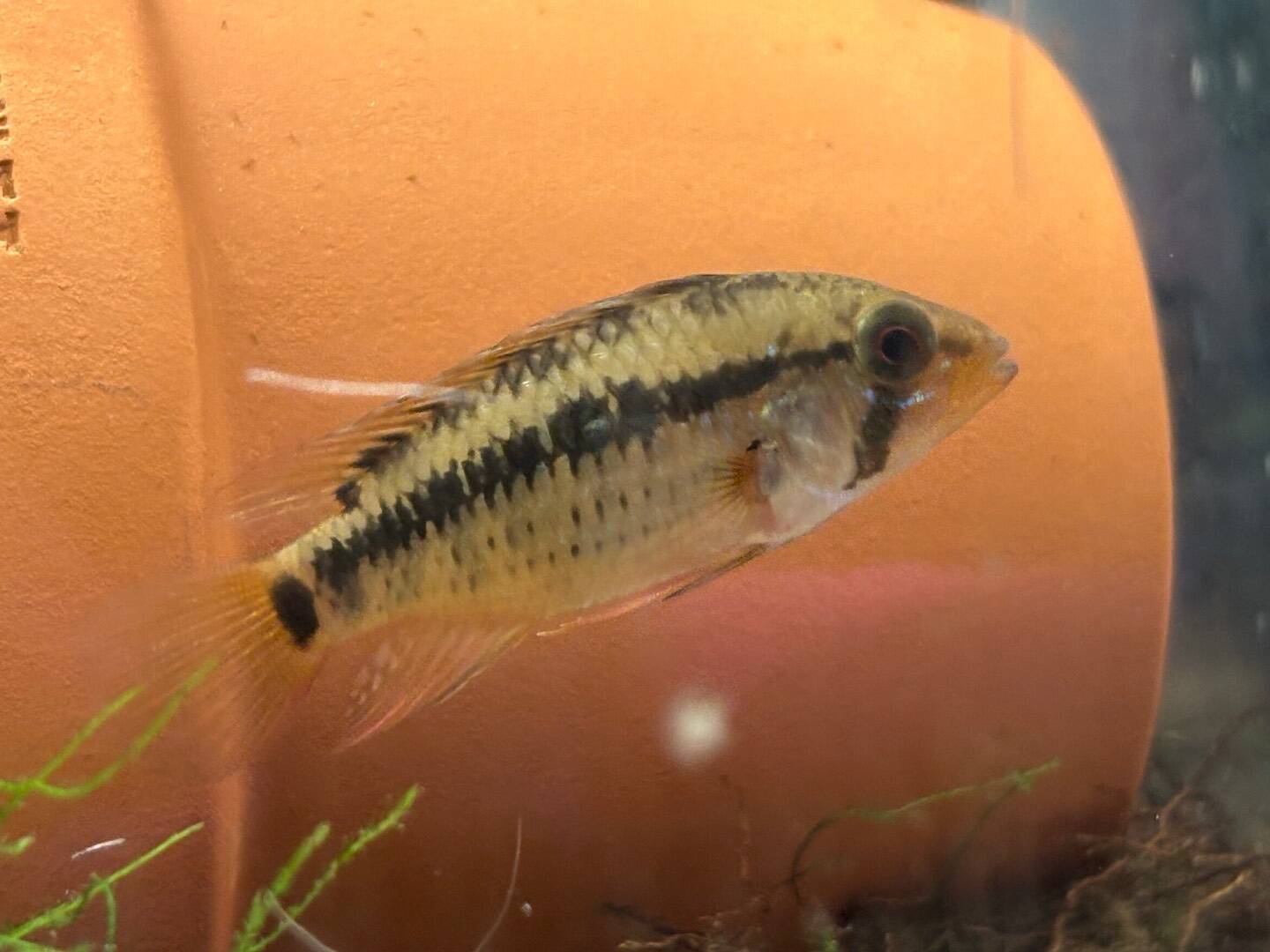 What species of apisto - General Chat - Aquarium Co-Op Forum
