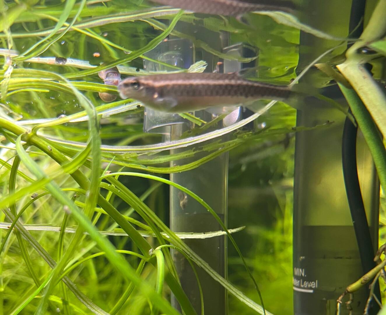 Help with sick fish - Diseases - Aquarium Co-Op Forum